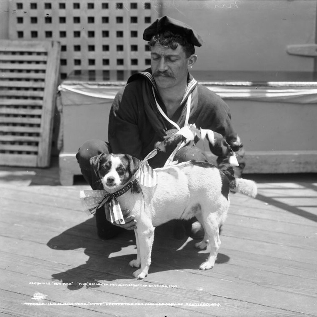 National Dog Day: Naval Dogs | World of Warships