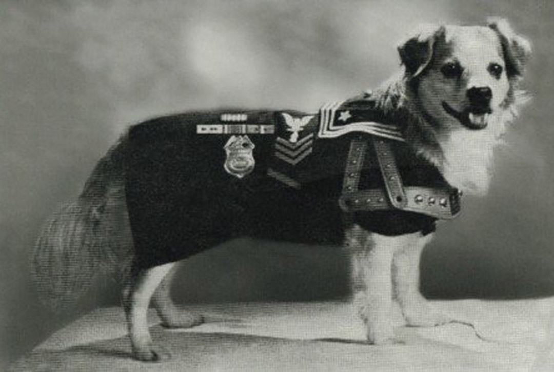 National Dog Day: Naval Dogs | World of Warships
